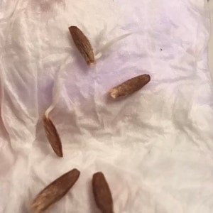 5 LÁ GIANG - River Leaf Vine - Aganonerion- Sour Leaf Seeds- Limited ...