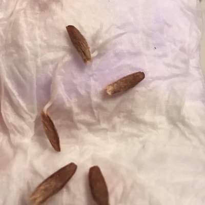 5 LÁ GIANG River Leaf Vine Aganonerion Sour Leaf Seeds Limited Quantity ...