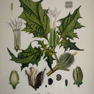 Jimson Weed - Datura Stramonium - KO-29 - Fine Art Prints of Kohler's ...