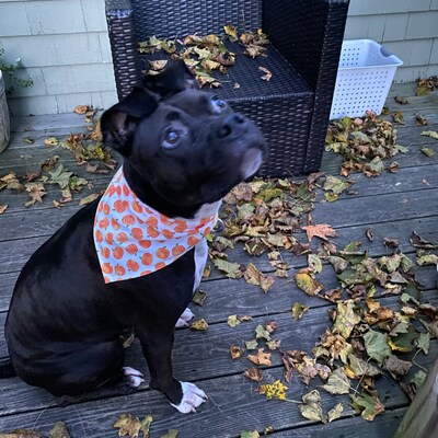 Pomsky or Select Different Breed Outline 1 1/4 - Etsy