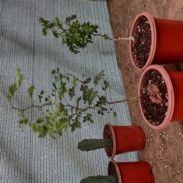 Texas Ebony, Native Texas Tree Seeds and Seedlings: Ebenopsis Ebano ...