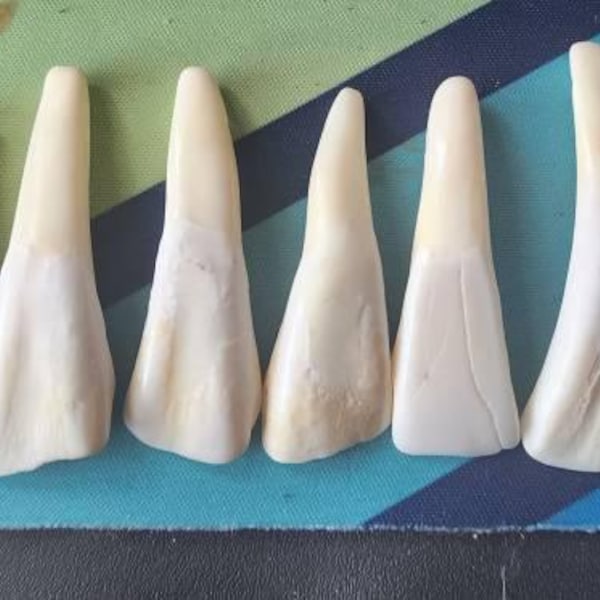 10 Buffalo Teeth Pre Drilled Ready for Jewelry and Craft Projects - Etsy