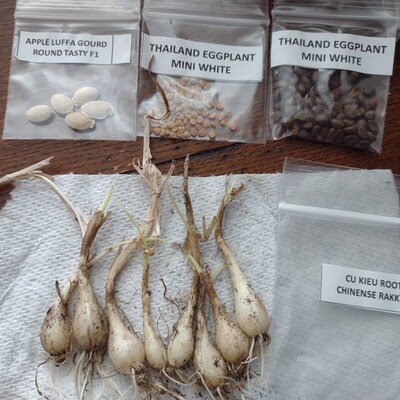 20 DUA GANG Dua Bo Asian Yellow Stripe Melon Conomon Seeds - Etsy