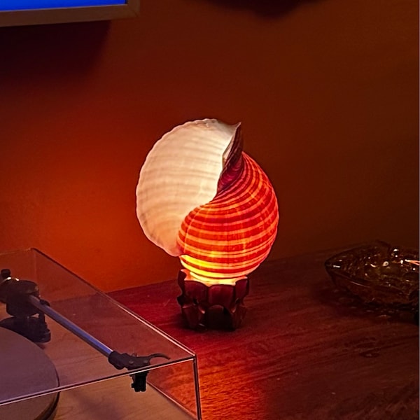 Nautilus Shell Light | Tonna Shell Light | Coastal Seashell Light ...