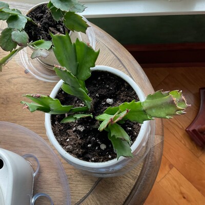 2 two FALL MUMS Starter Plants ... Your Choice of Colors or Mix and ...