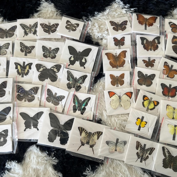 Personalized Butterfly Specimen, Custom Base Engraved Butterfly ...