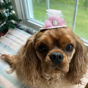 Star Spangled Girl Dog Harness Dress Xxsmall to 4xlarge Dog - Etsy