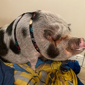 Flannel Mini Pig Harness You Choose Fabric | Etsy