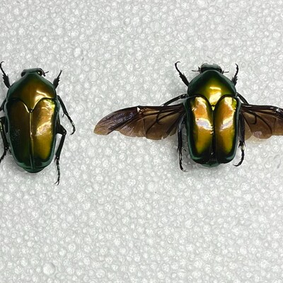 Beetle Mounting Kit for Beginners, With Real Beetles and Tools - Etsy