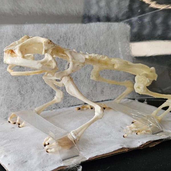 TWO (2) Javanese Toad Skeleton (duttaphrynus Melanosticus) Skeleton ...