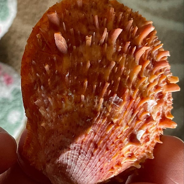 Small Scallop Baking Dish Seashells Pecten Yessoensis (8 Shells Approx ...