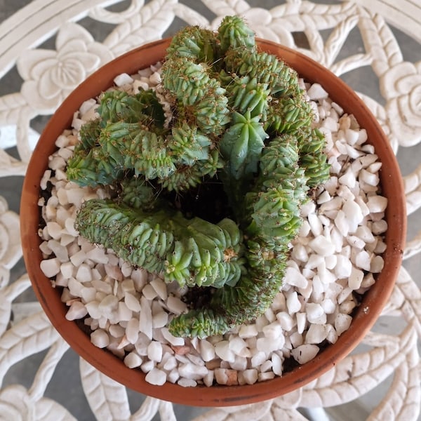 Dinosaur Back (myrtillocactus Geometrizans F. Cristata), Crested Cactus ...