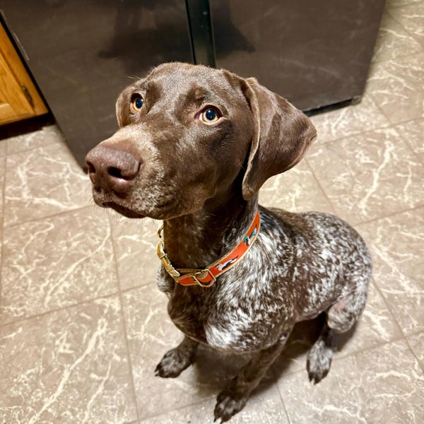 Labrador Key Fob/ Black Lab/golden Lab/ Lab Key Fob 6 and 3 Inch ...