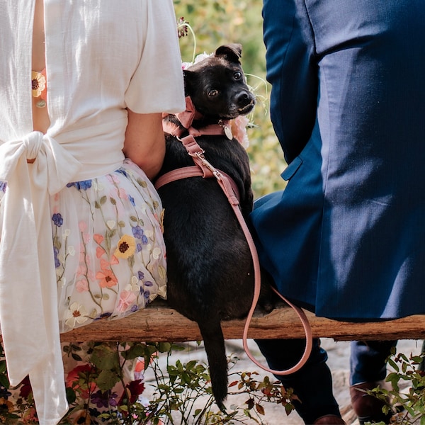 Arizona Velvet Dog Harness and Leash Set, Personalize Step in Puppy ...