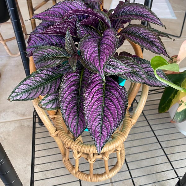 Pothos Champs Elysees | Teruno Pothos | Epipremnum Japanese Pothos ...