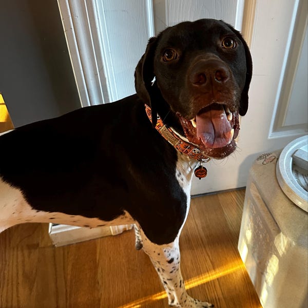 Orange and White Checkered Dog Collar, Martingale or Flat Collar, Dog ...