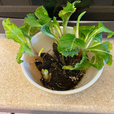 Billy Button Seeds, Craspedia, Billy Balls, Craspedia Globosa CD0150 - Etsy