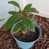 Bruce Canistel Seedling - Egg Fruit - Pouteria Campechiana - Zapote ...