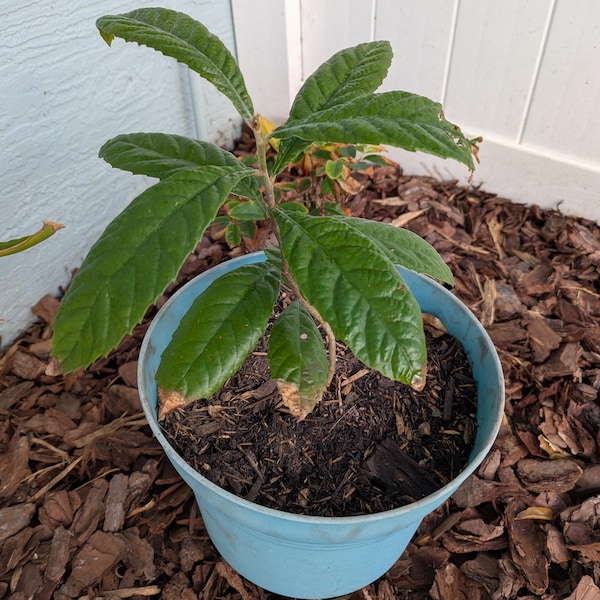 Bruce Canistel Seedling - Egg Fruit - Pouteria Campechiana - Zapote ...