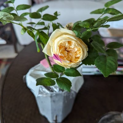 Rare New Rose. Red Juicy Terrazza. 红果汁flower Machine. Continue Blooming ...