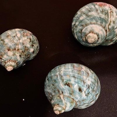 Dove Shells Dotted Tiny Shells 3/8 1/2 Inch 1/4 Cup - Etsy