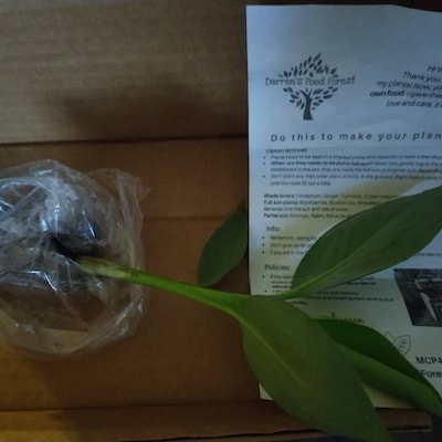 Pink Lemonade Blueberry Live Plant Dwarf Blueberry Bush - Etsy