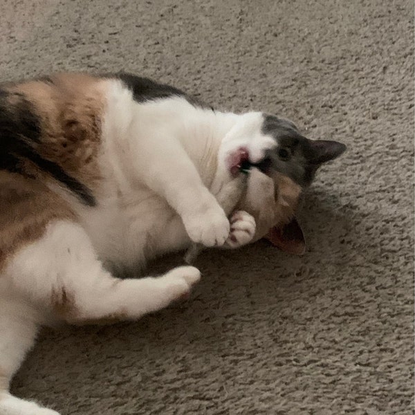 Cat Toys - Felt Catnip Joints - Set of 3 - Available in Catnip ...