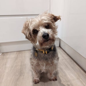 Dog Tag Bunny Chaser Dog Tag Funny Pet Tag Dog ID Tag Bunny Rabbit Dog ...