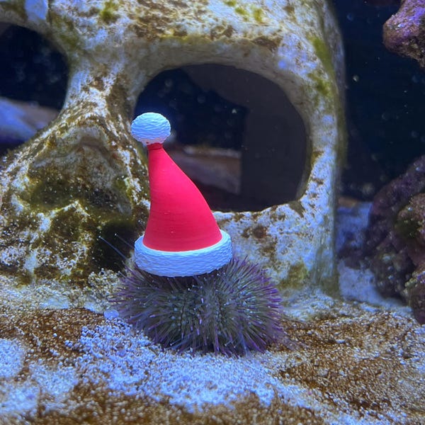 Sea Urchin Hat 6 Pack Top Hat, Crown, Cap, Magician Hat, French Cap ...