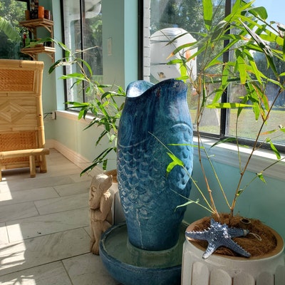 Tropical Blue Bamboo Bambusa Chungii NON-INVASIVE, CLUMPING - Etsy