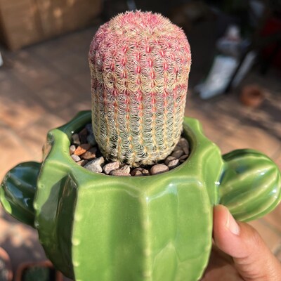 Fire Stick Cactus 6 Inch Sticks on Fire Cactus Tirucalli Live Cacti ...