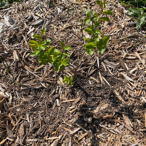 Purple Twilight Flowering Crape Myrtle Trees - Etsy
