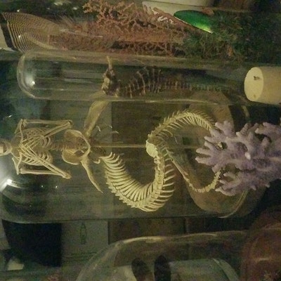 Sphinx Skeleton Curiosity Cabinet - Etsy