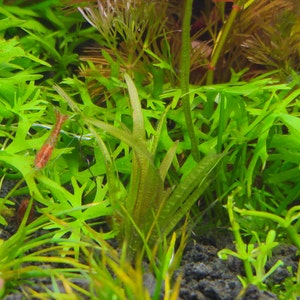 Samolus Parviflorus Red Rare Live Aquarium Plants | Etsy