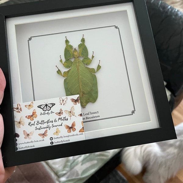 Spotted Sawtooth Butterfly Necklace, Real Butterfly Wing Necklace ...