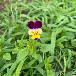 250 JOHNNY JUMP UP Helen Mount Violet Viola Tricolor Flower Seeds - Etsy