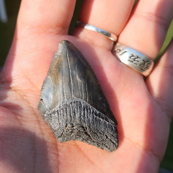 Broken Megalodon Shark Tooth - Etsy