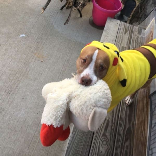 Pikachu From Pokemon Pet Dog Costumes Sizes XS to XL - Etsy