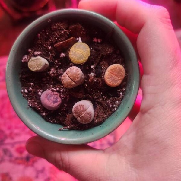 Plant-one-conophytum Ratum Horn - Etsy