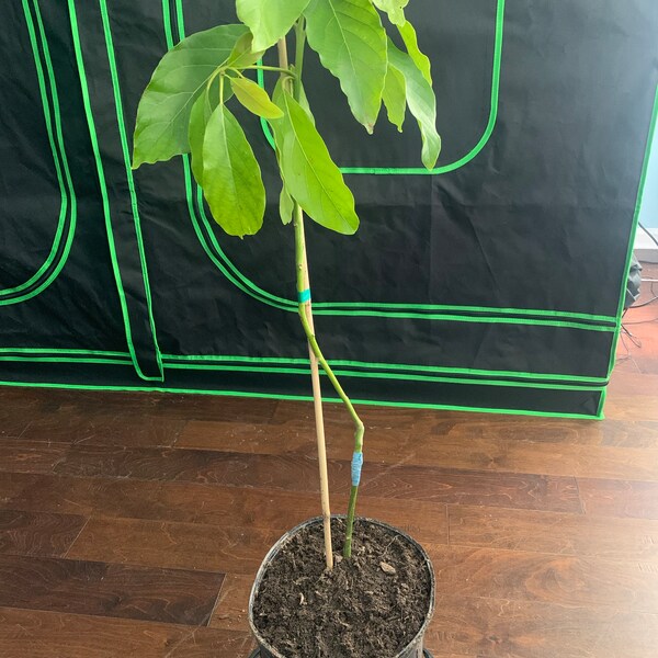 Nabal Avocado Tree- 2 to 3 Feet Tall - Grafted Tree - Ship in 3gal Pot ...