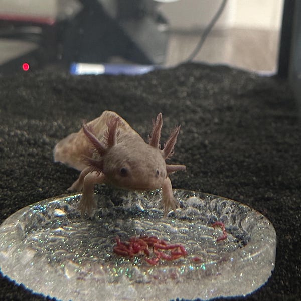 Aquarium Bath Tub (axolotls, Beta) - Etsy