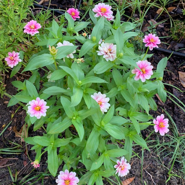 Zinnia Dwarf Button Box mixed 132 - Etsy