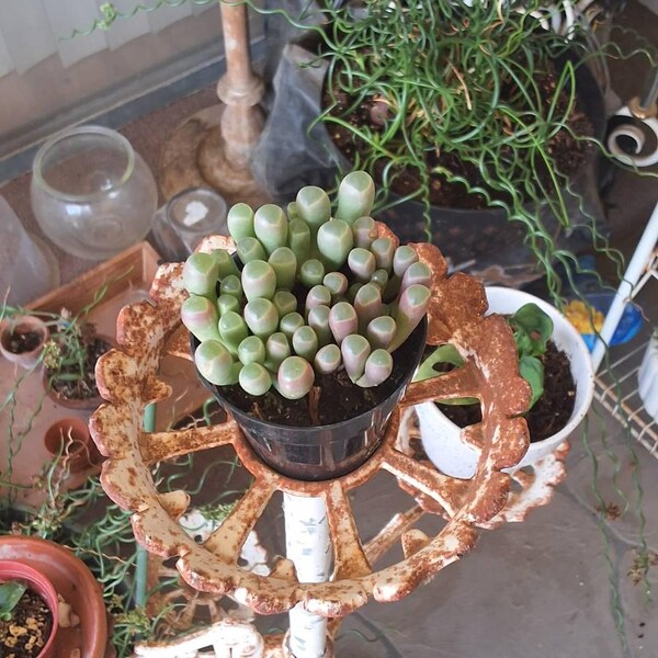 Baby Toes | 2.5 Inch | Fenestraria Rhopalophylla | Mimicry Plants ...