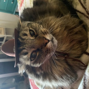 Marine Captain Mini Hat Cat Captain Hat Original Design Pet Costume Pet ...