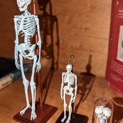 HUMAN ANATOMY MODEL. Medical Study Miniature for Dollhouses 1/12 Scale ...