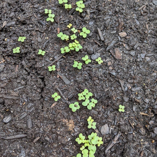 대파 (100+) Seeds / Korean Welsh Onion Seeds Seeds, Big Green Onion ...