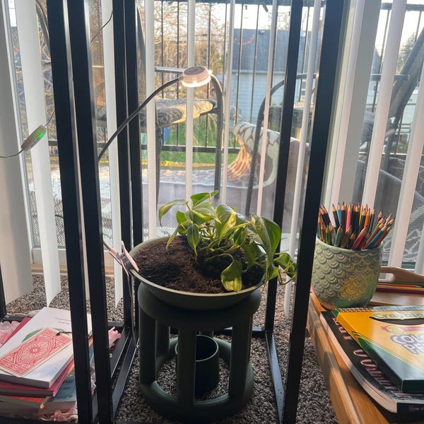 The Conduit Plant Pot With Stand and Water Catch for Indoor Bonsai Pot ...