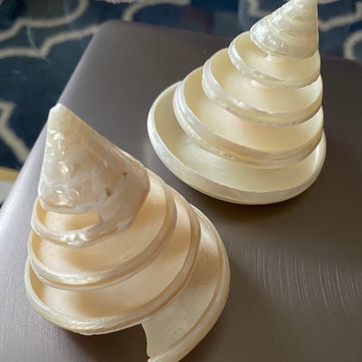 Beach Decor Pearlized Spiral Cut Trocha Shells 2 Trocha Shell Seashell ...