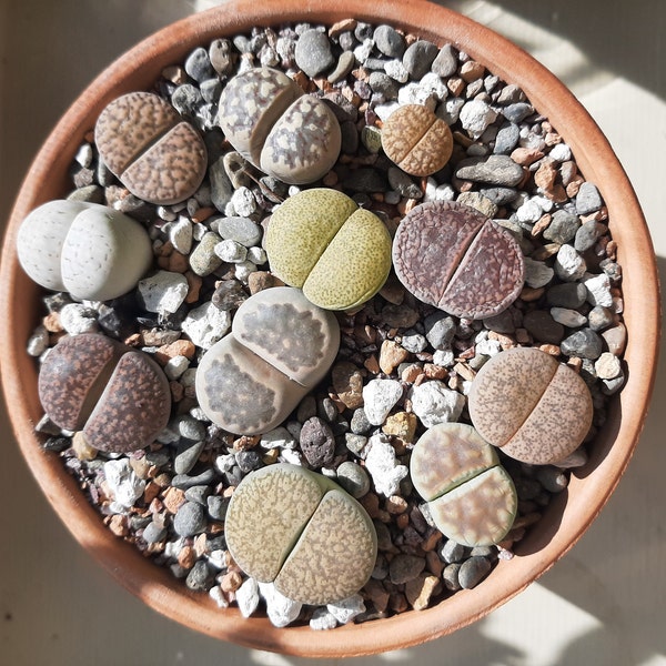 Lithops Premium Soil Less Potting Mix Oregon Licensed Nursery - Etsy