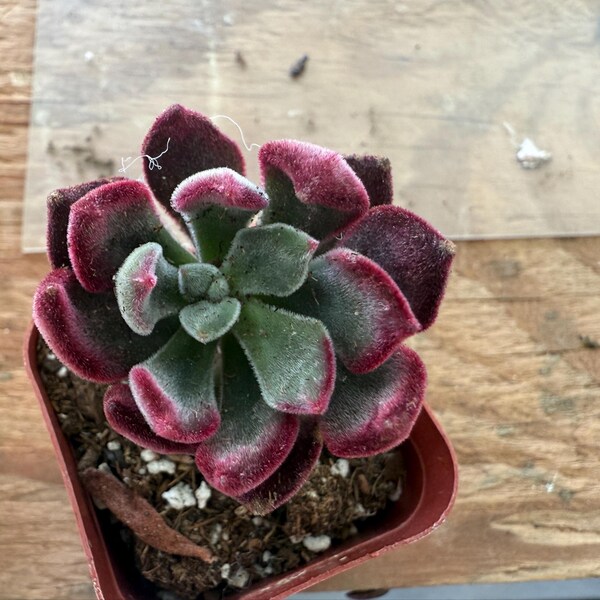 4” Portulacaria Afra Variegata – Rainbow Elephant Bush – Colorful ...